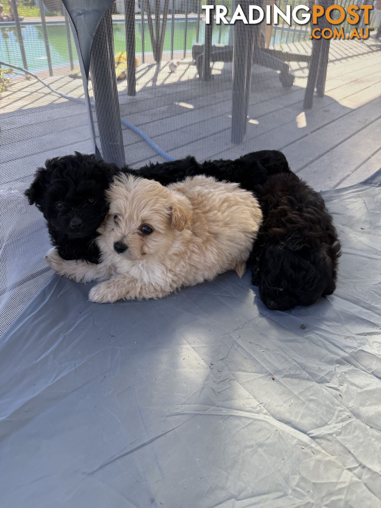 Japoodle pups Japanese spitz x Toy poodle