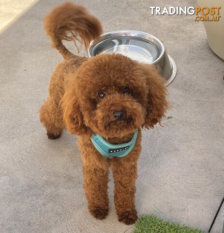 Chocolate phantom merle Ruby Red Parti Poodle Stud Sydney