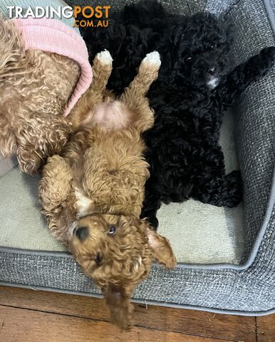 Adorable F2 Toy Cavoodle puppies