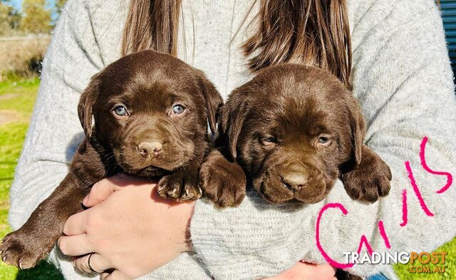 16 Labrador Retriever Puppies in Victoria