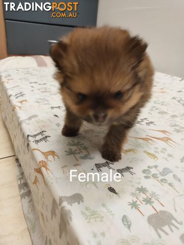 Pomeranian Pure Bred