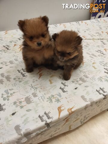 Pomeranian Pure Bred