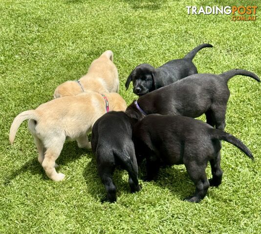 Labrador Puppies
