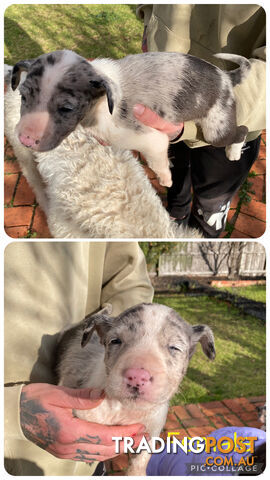 Catahoula x Bull Arab x Bully Stag puppies