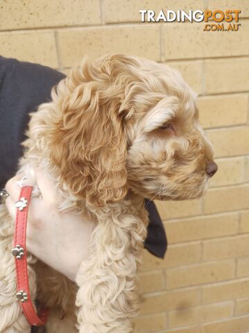 2 Gorgeous spoodle boys ready now close to melbourne