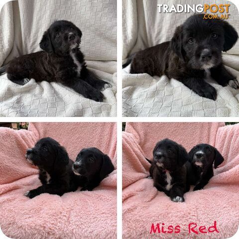 Groodle puppies f1bb available
