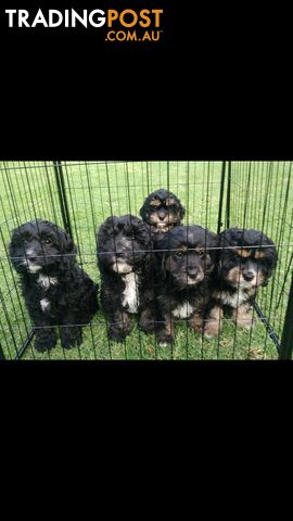 F1 CAVOODLE Puppies