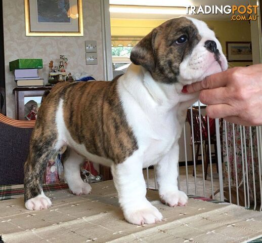 Pure Breed British Bulldogs Puppies