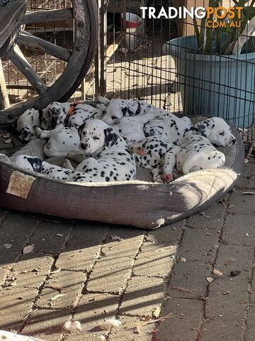 Purebred reg Dalmatian puppies