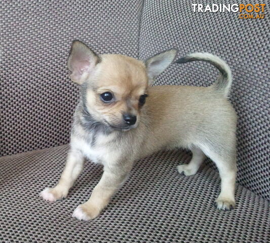 Purebred apple head Chihuahua puppies