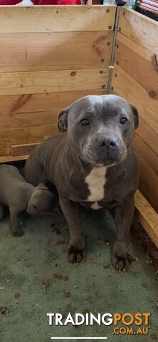 PURE BLUE FEMALE MALE ENGLISH STAFFY PUPPIES