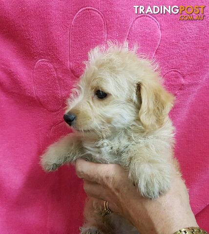 Jackoodle puppies at Puppy Pad Jack Russell x Toy Poodles