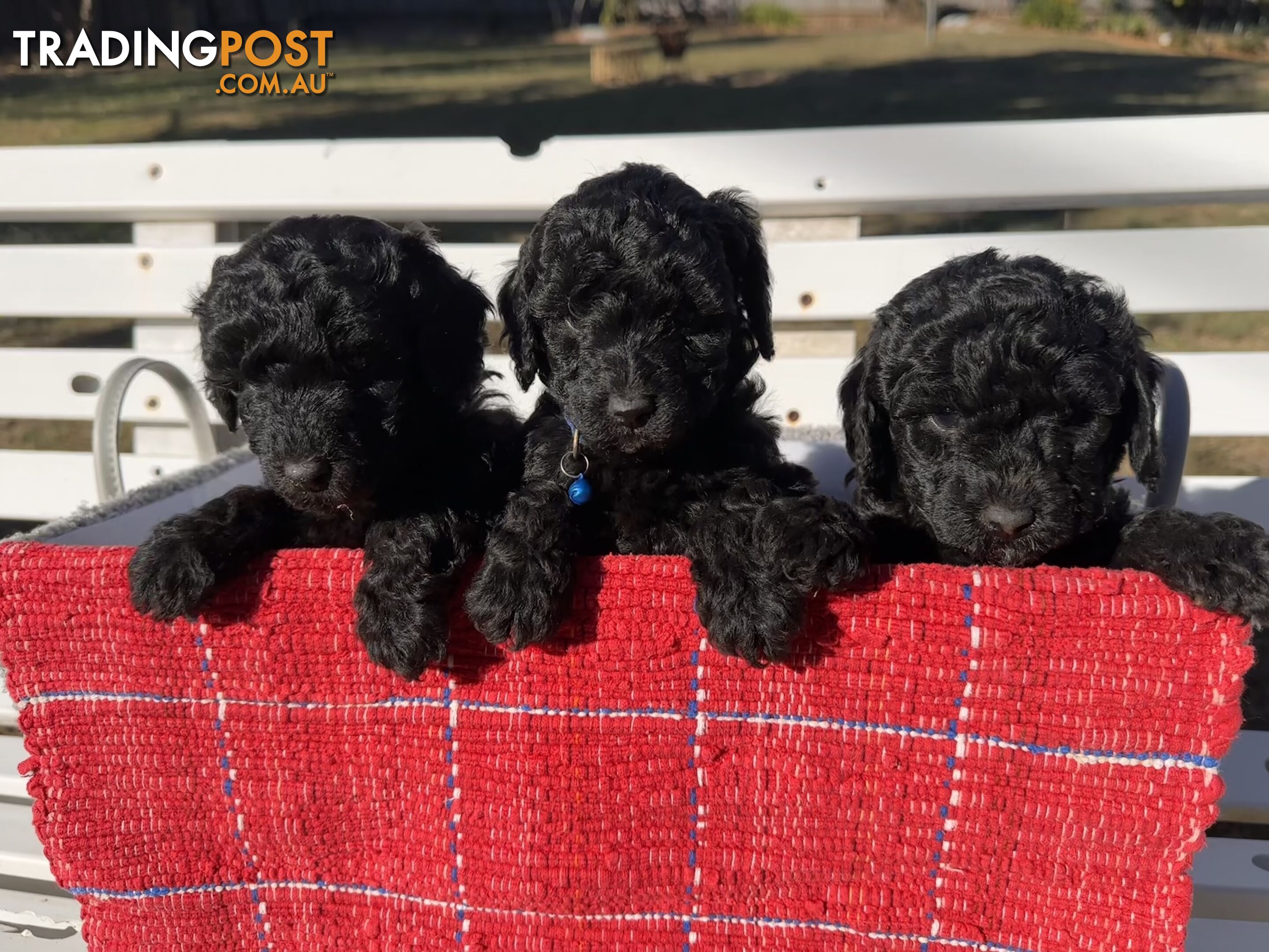 Gorgeous purebred black poddle puppies