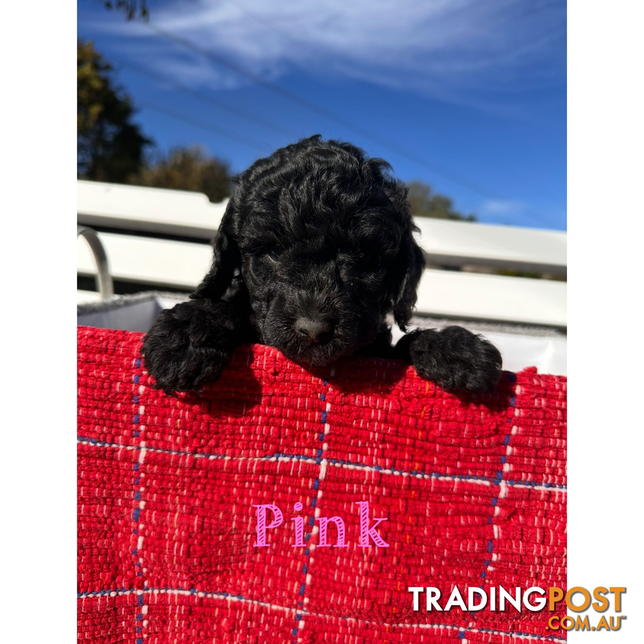 Gorgeous purebred black poddle puppies