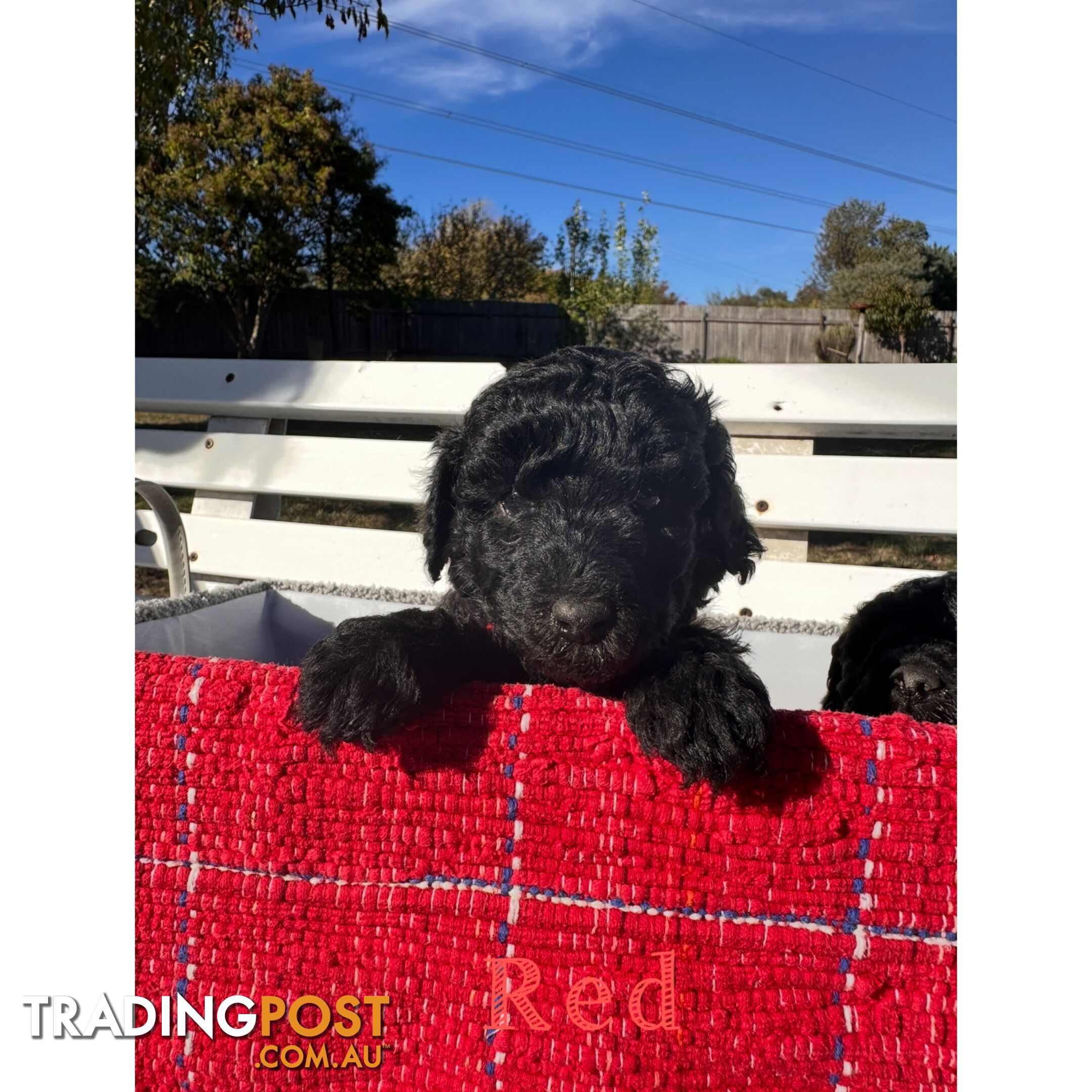 Gorgeous purebred black poddle puppies