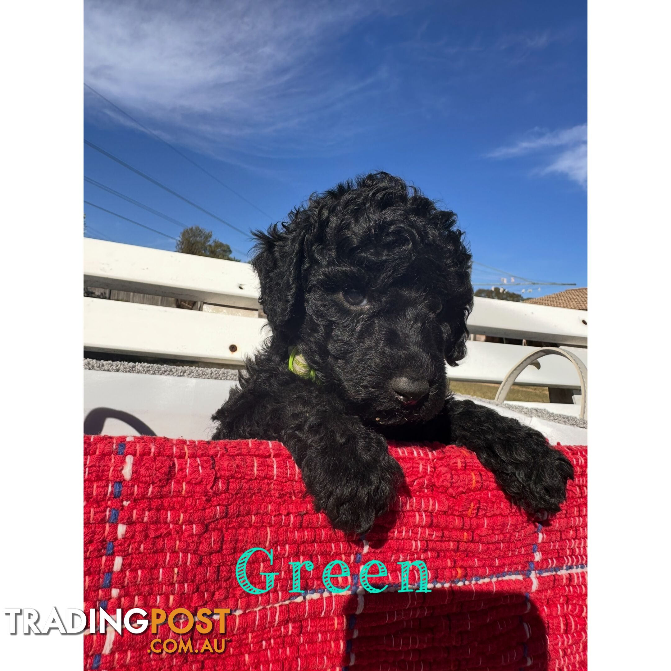 Gorgeous purebred black poddle puppies
