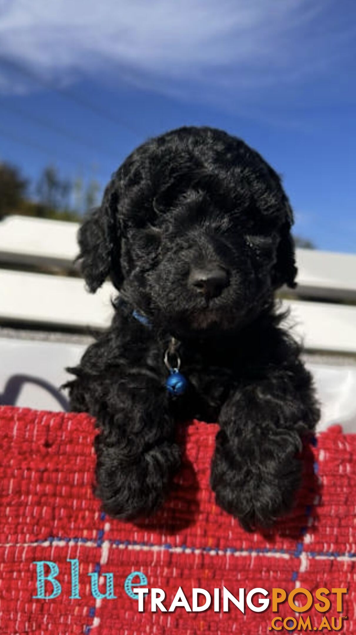 Gorgeous purebred black poddle puppies