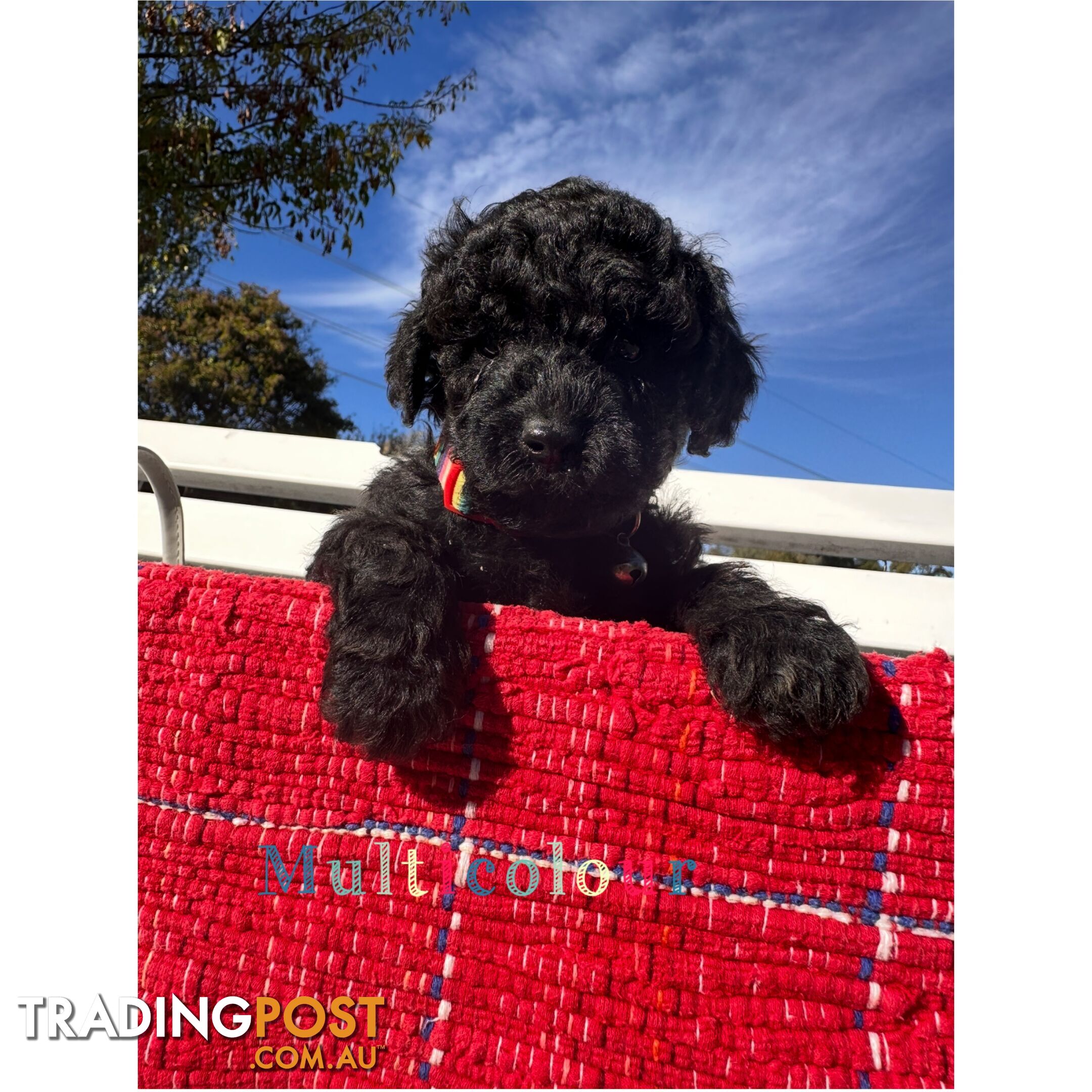 Gorgeous purebred black poddle puppies