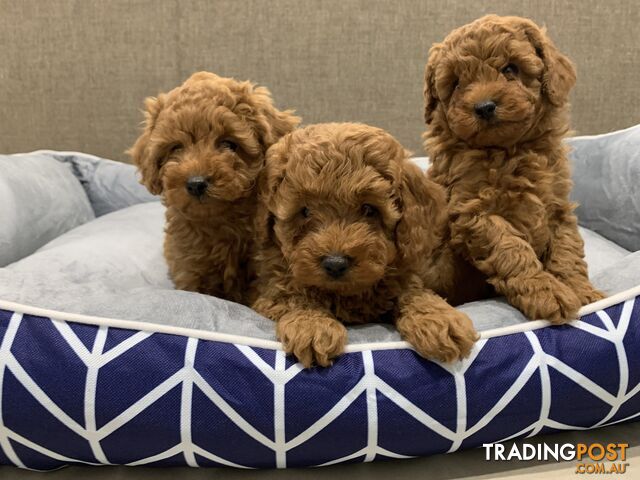 Quality Cavoodles