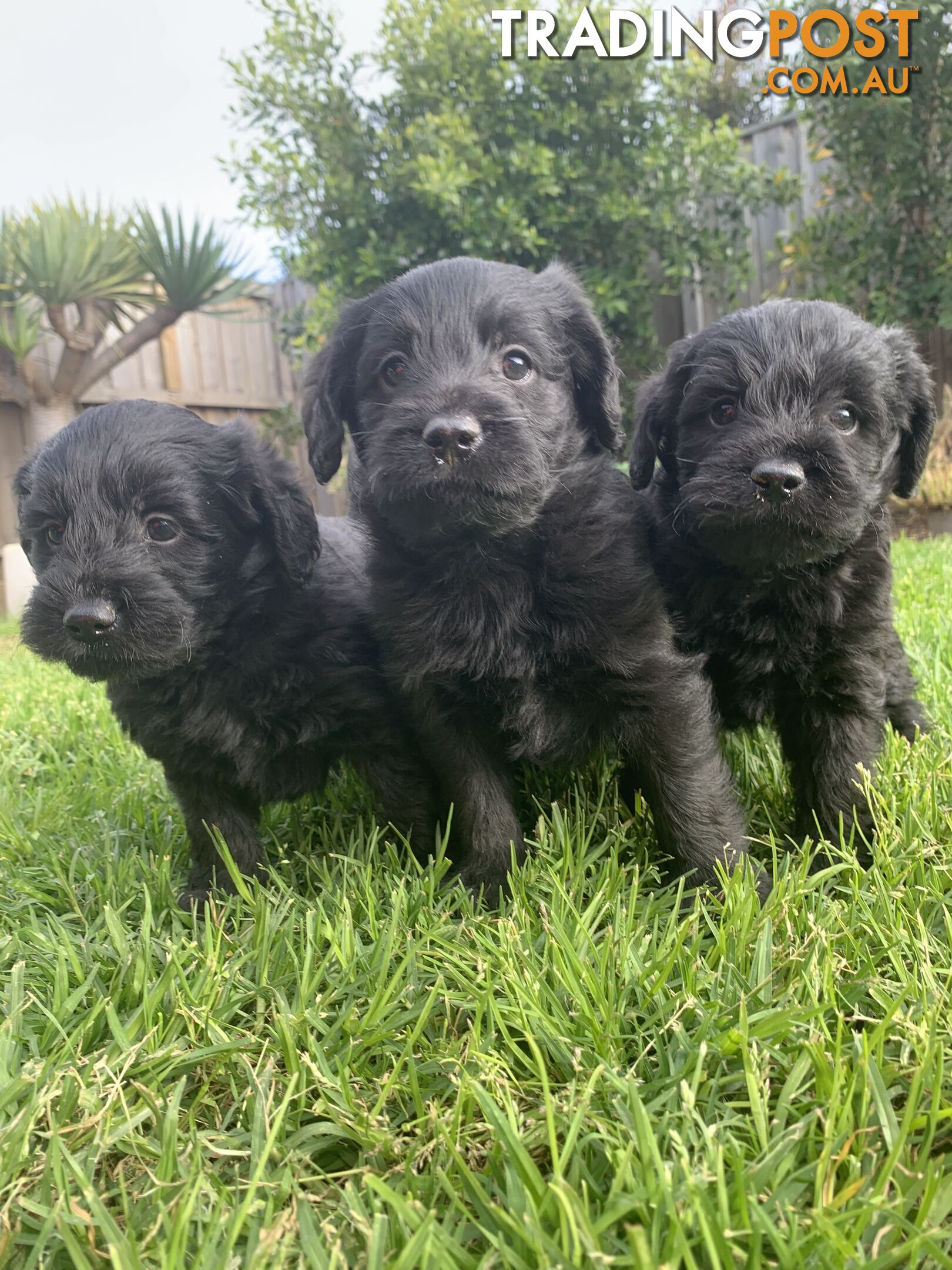 Labradoole puppies