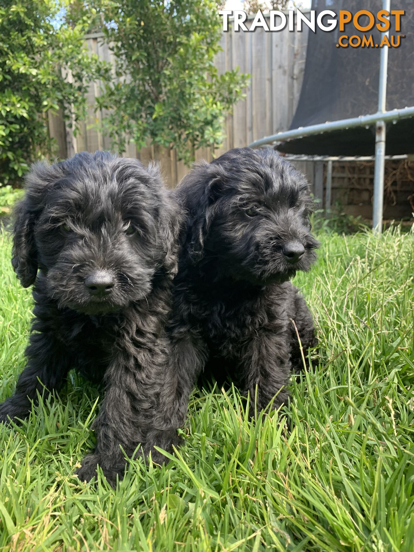 Labradoole puppies