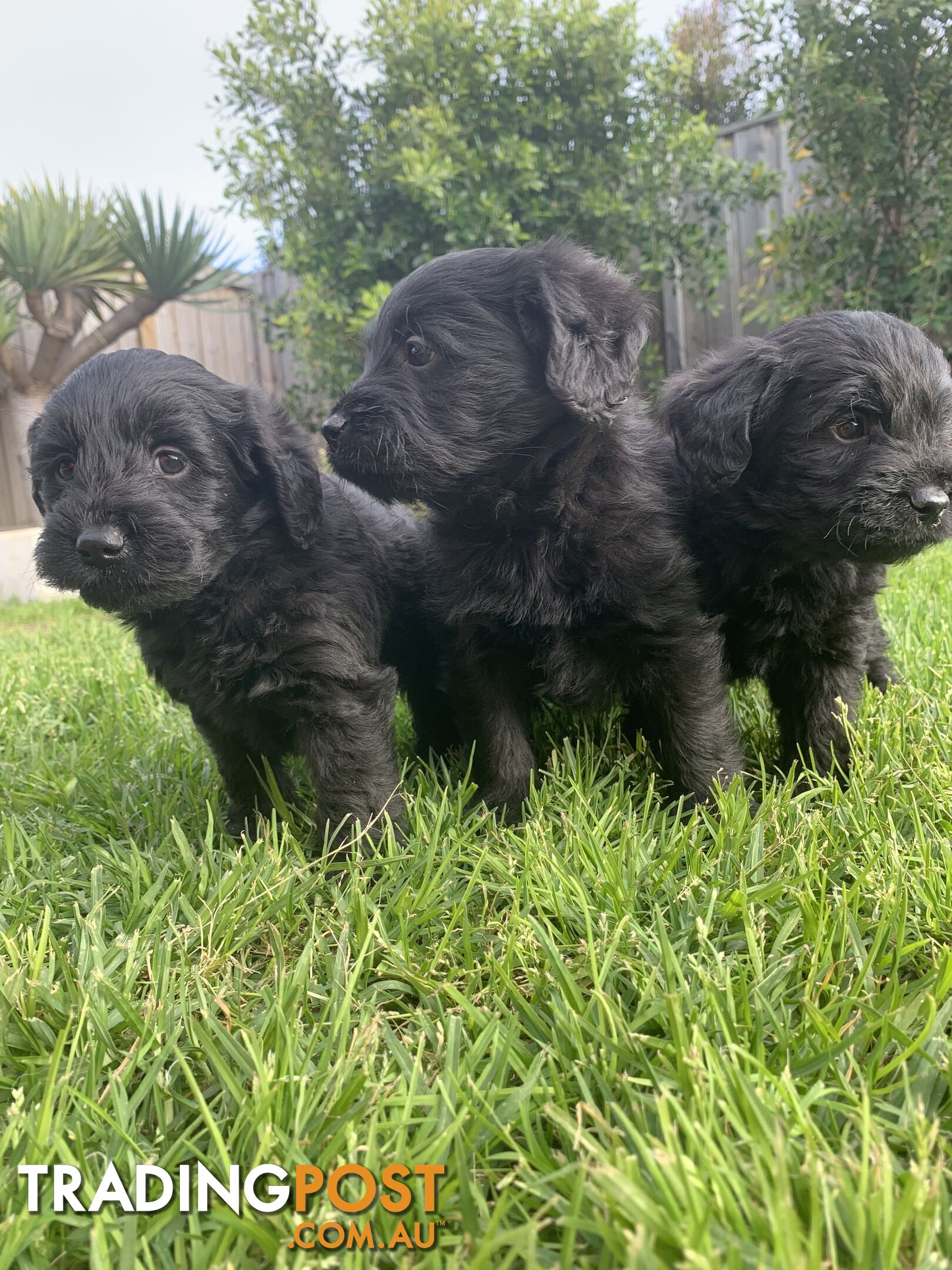 Labradoole puppies