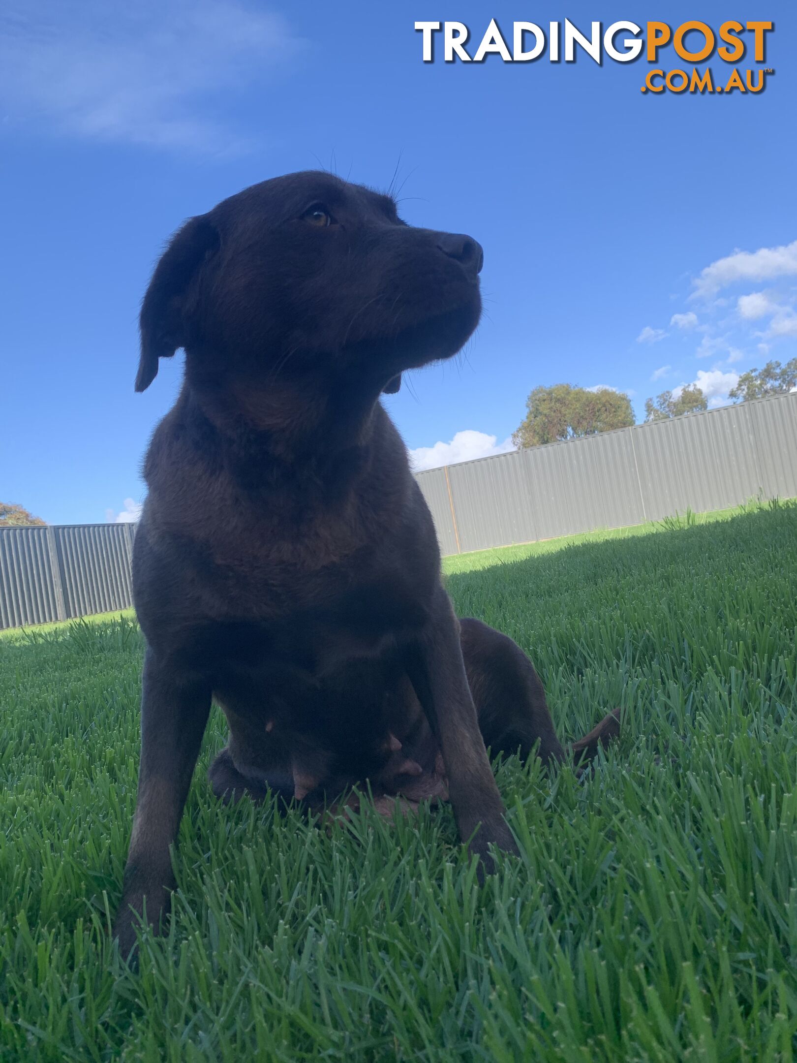 Labradoole puppies