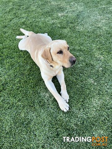 Gorgeous Golden Female Labrador 10 weeks old