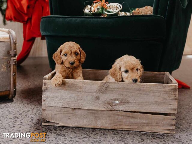 Min Poodle x Cockalier Cocker Spaniel Cavalier