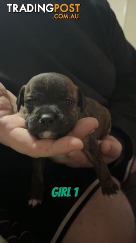 32 Puppies in Australia for "English staffy"