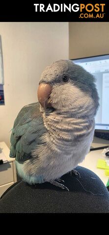 Blue Quaker Parrot with cage