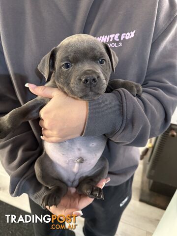 19 Staffordshire Bull Terrier Puppies in Australia