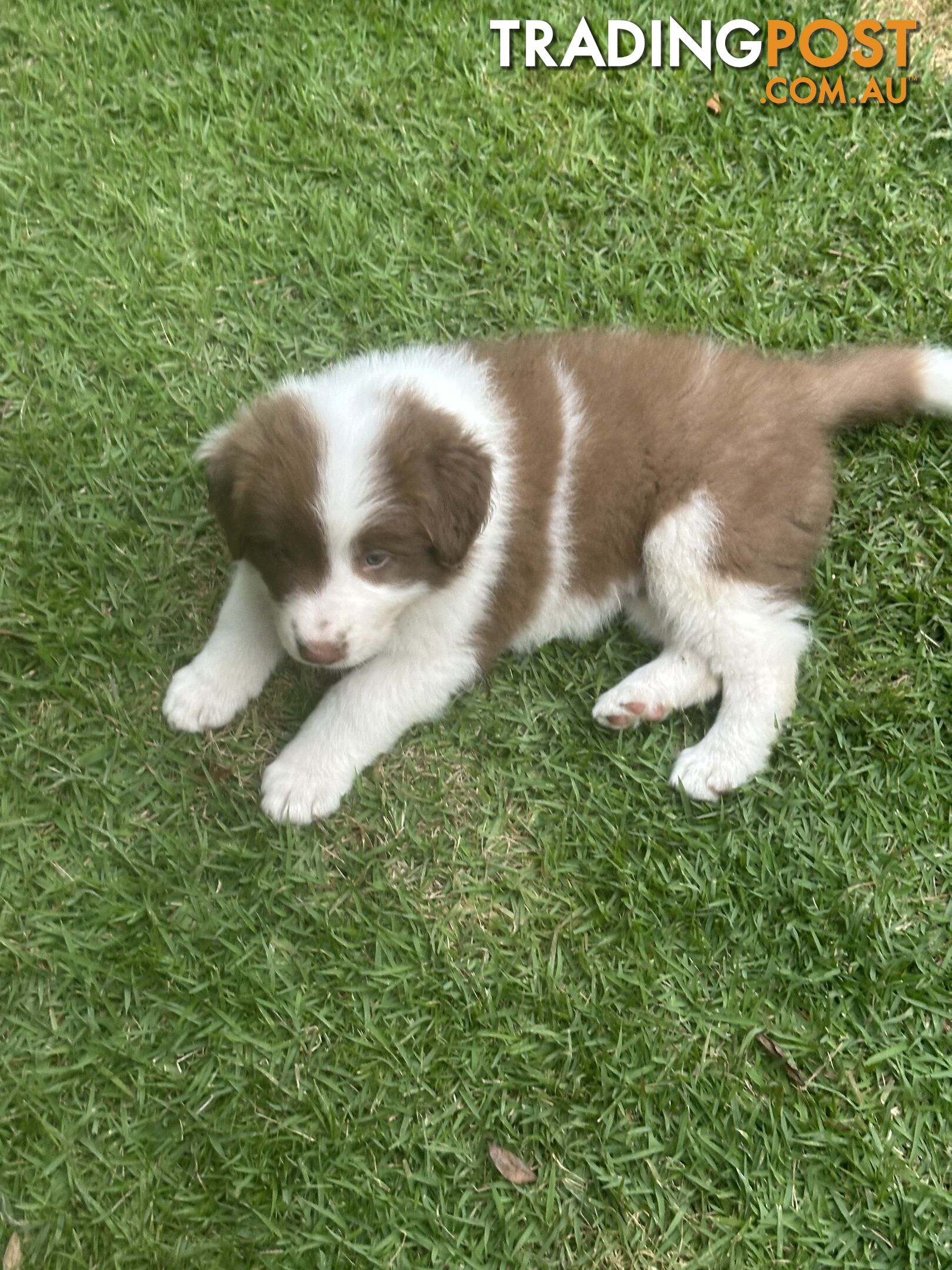 Beautiful Purebred Border Collie Puppies