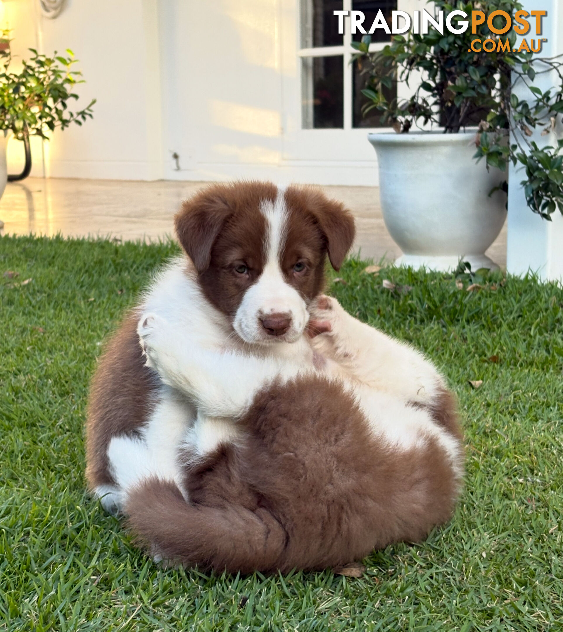 Beautiful Purebred Border Collie Puppies