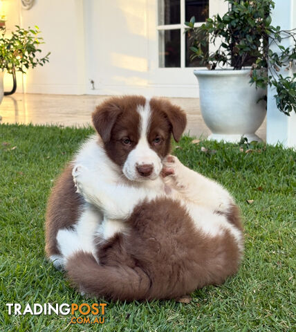 25 Border Collie Puppies in Australia