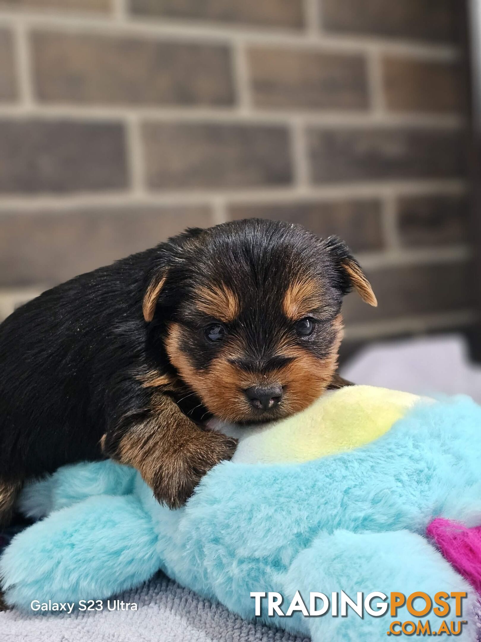 Pure bred Yorkshire Terrier puppies