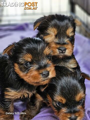 Pure bred Yorkshire Terrier puppies