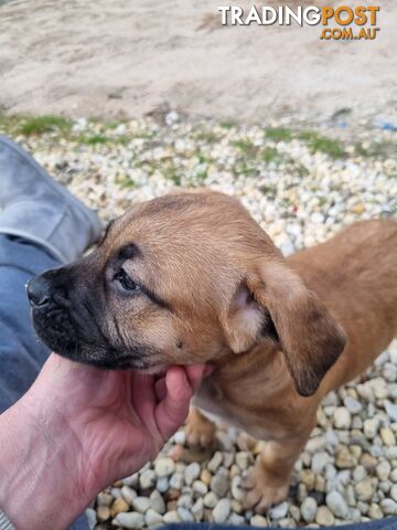 Mastiff pups