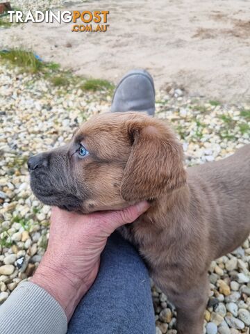 Mastiff pups