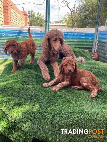 Two Red Standard Poodles Left