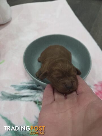 Puppies for Sale Victoria