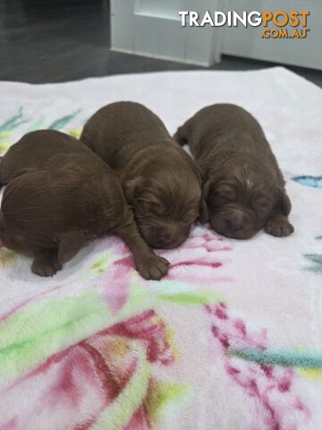 Puppies for Sale Victoria