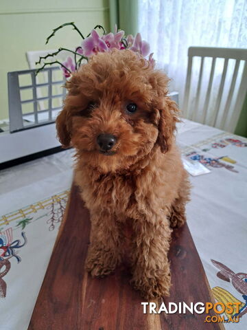 11 Poodle (Toy) Puppies under $40,000 in Wodonga Region, VIC
