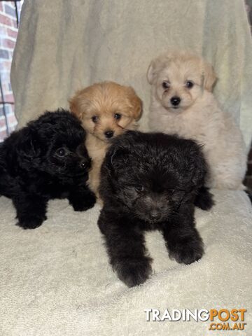 Japoodle puppies for sale
