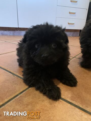 Japoodle puppies