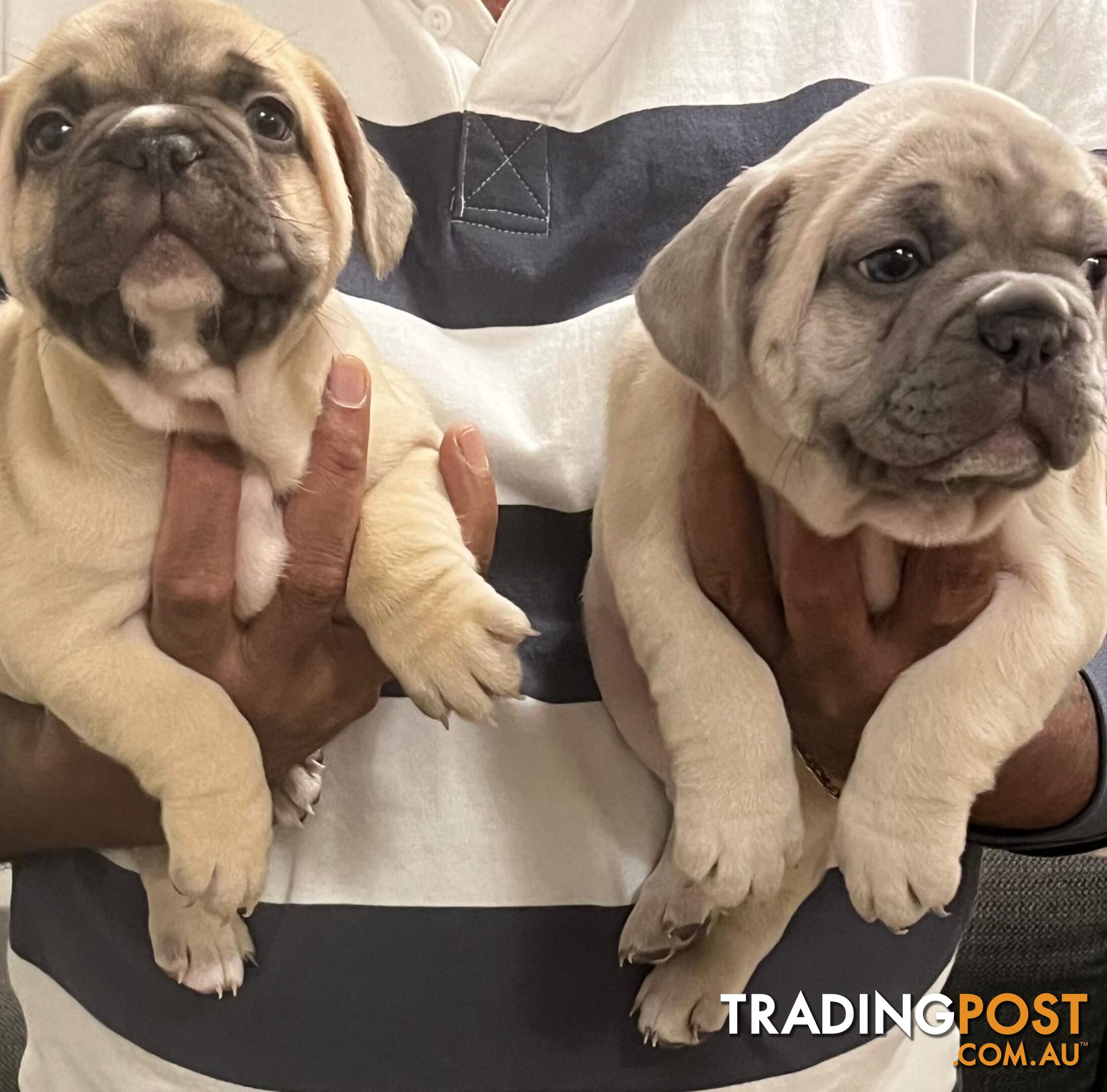 Pure Breed French Bulldog puppies for sale