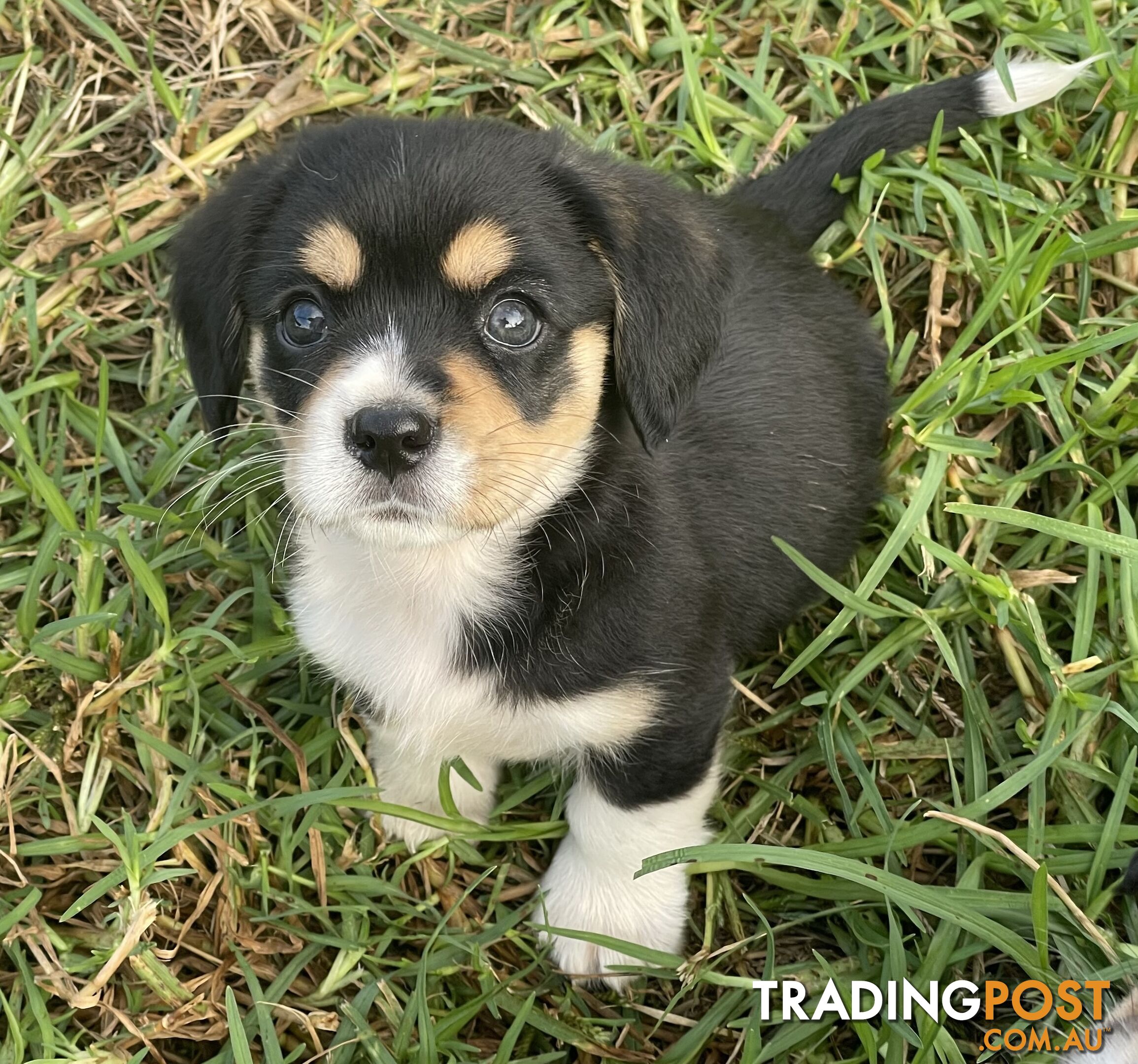 Corgi x Cavalier puppies