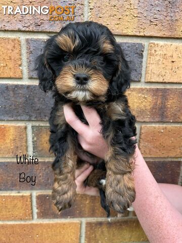 READY TO GO F1 Toy Cavoodle Puppies Ballarat