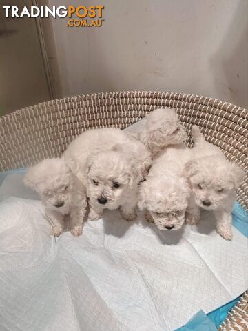 Bichon Frise Puppies