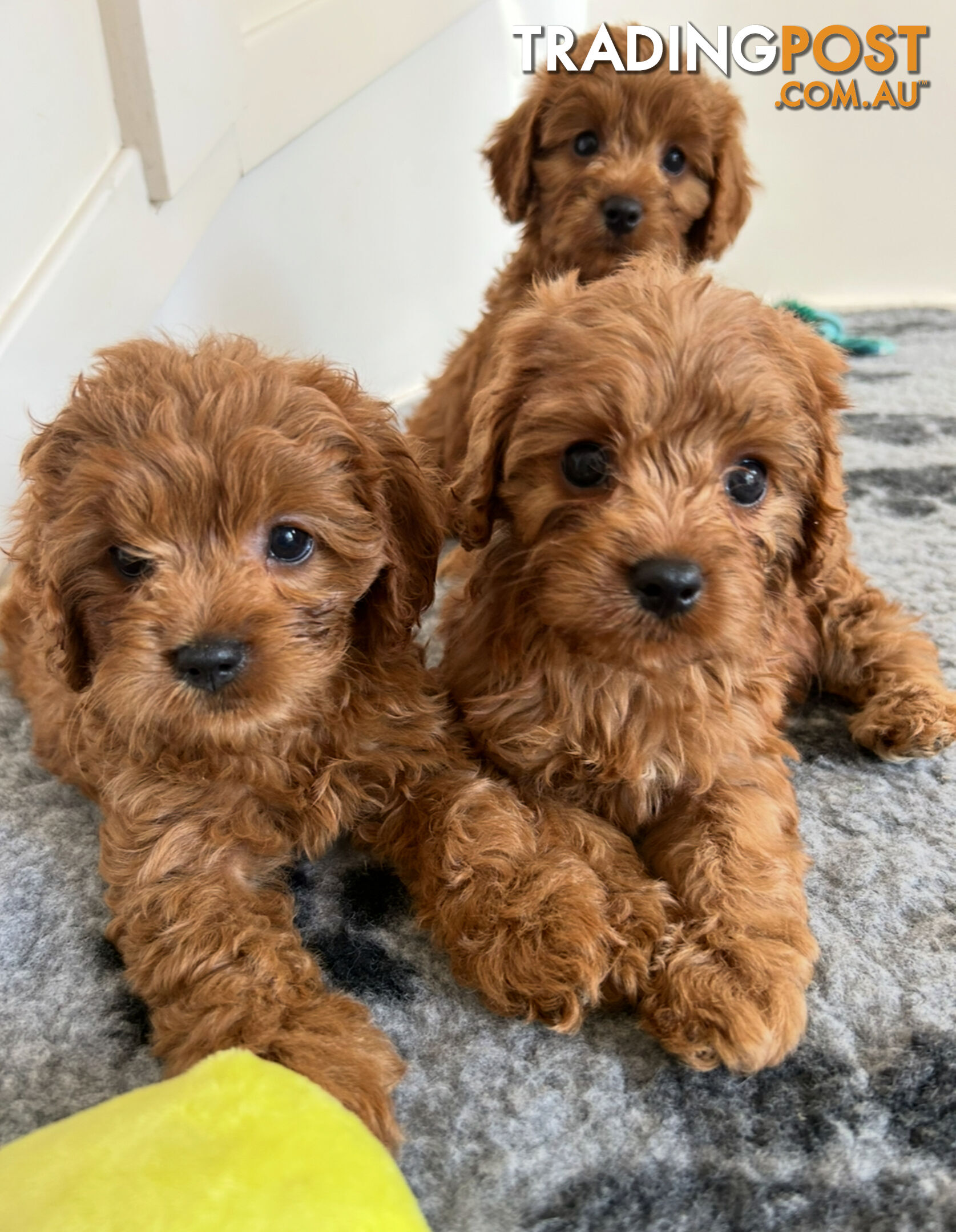 Cute toy cavoodle available now